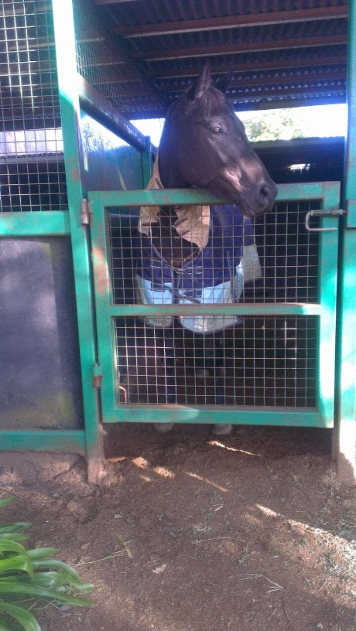 Braeside Racing Stables - Home Page