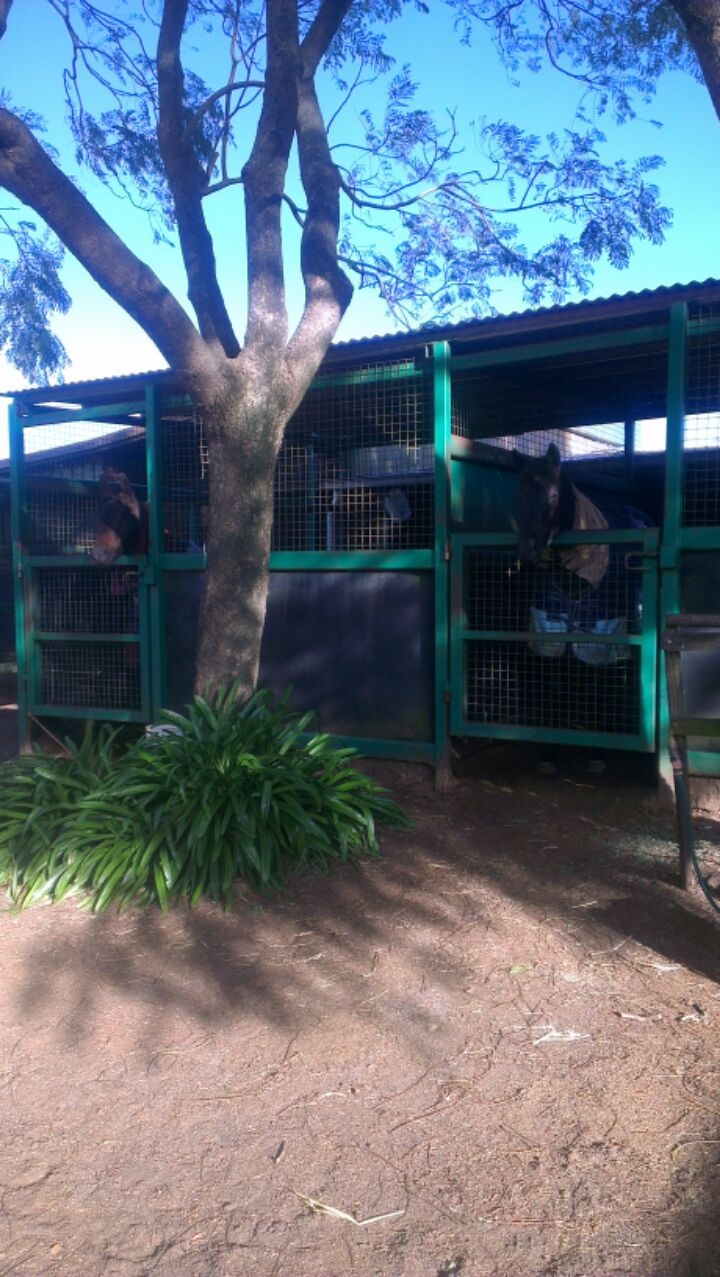 Braeside Racing Stables - Home Page