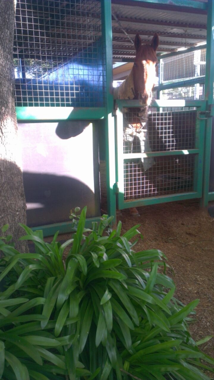 Braeside Racing Stables - Home Page